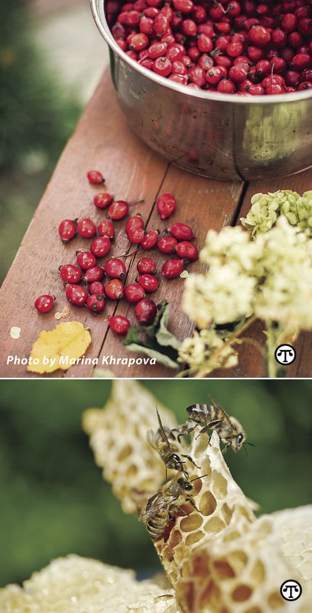 “Bee” Thankful for Pollinators - Fort Worth Business Press