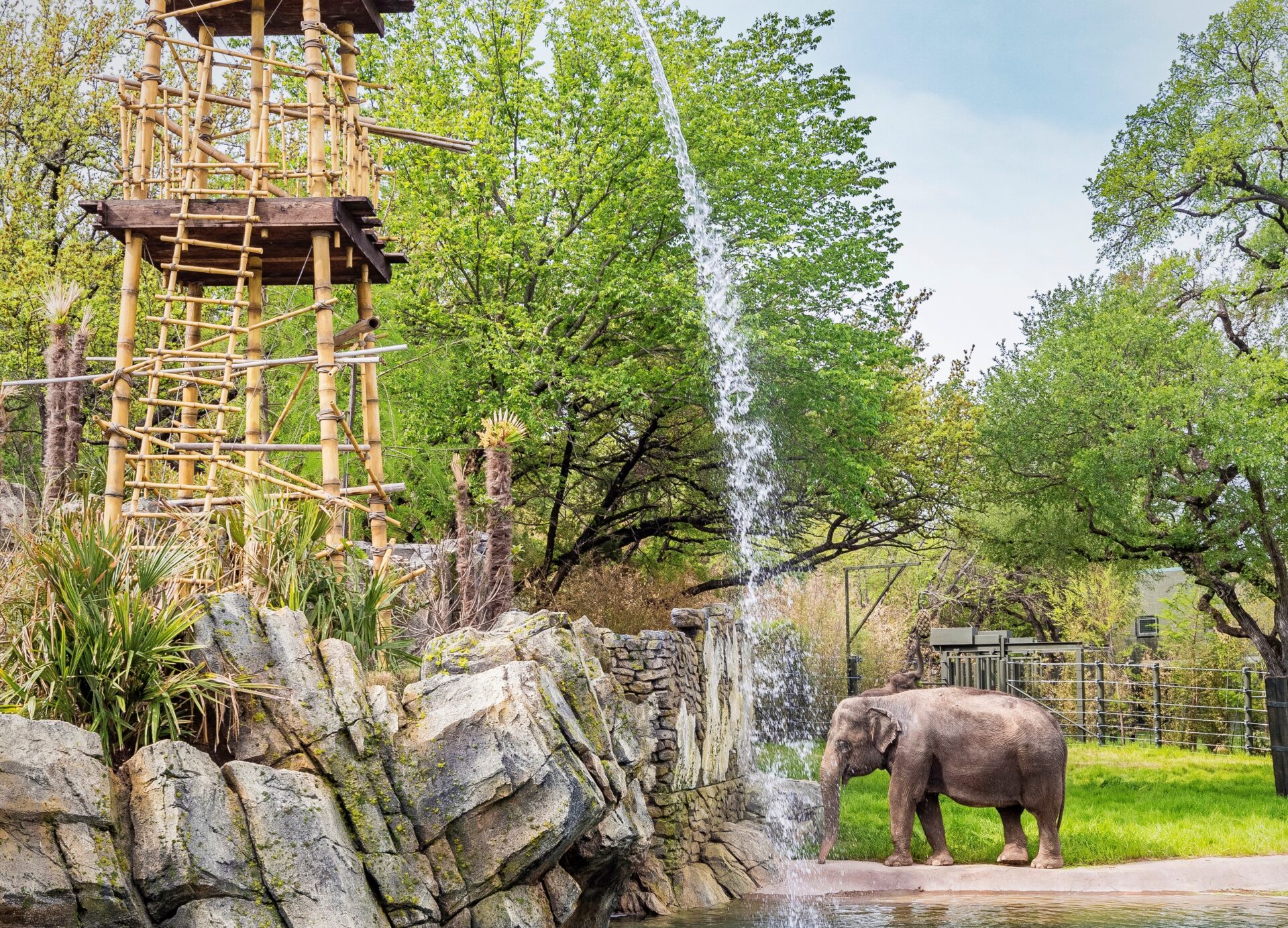 Fort Worth Zoo opens Elephant Springs - Fort Worth Business Press