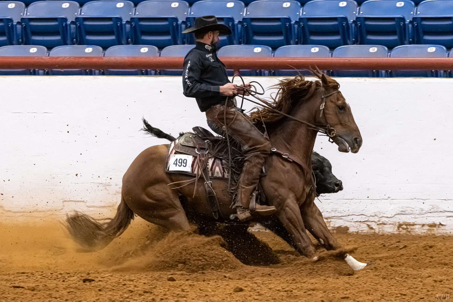 The cows come home (and the horses, too): More irresistible images from ...