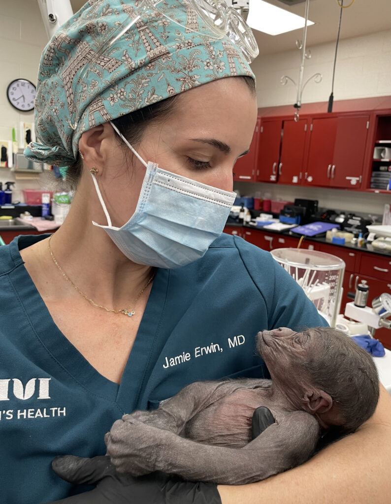 Fort Worth Zoo welcomes baby gorilla via historic cesarean - Fort Worth ...