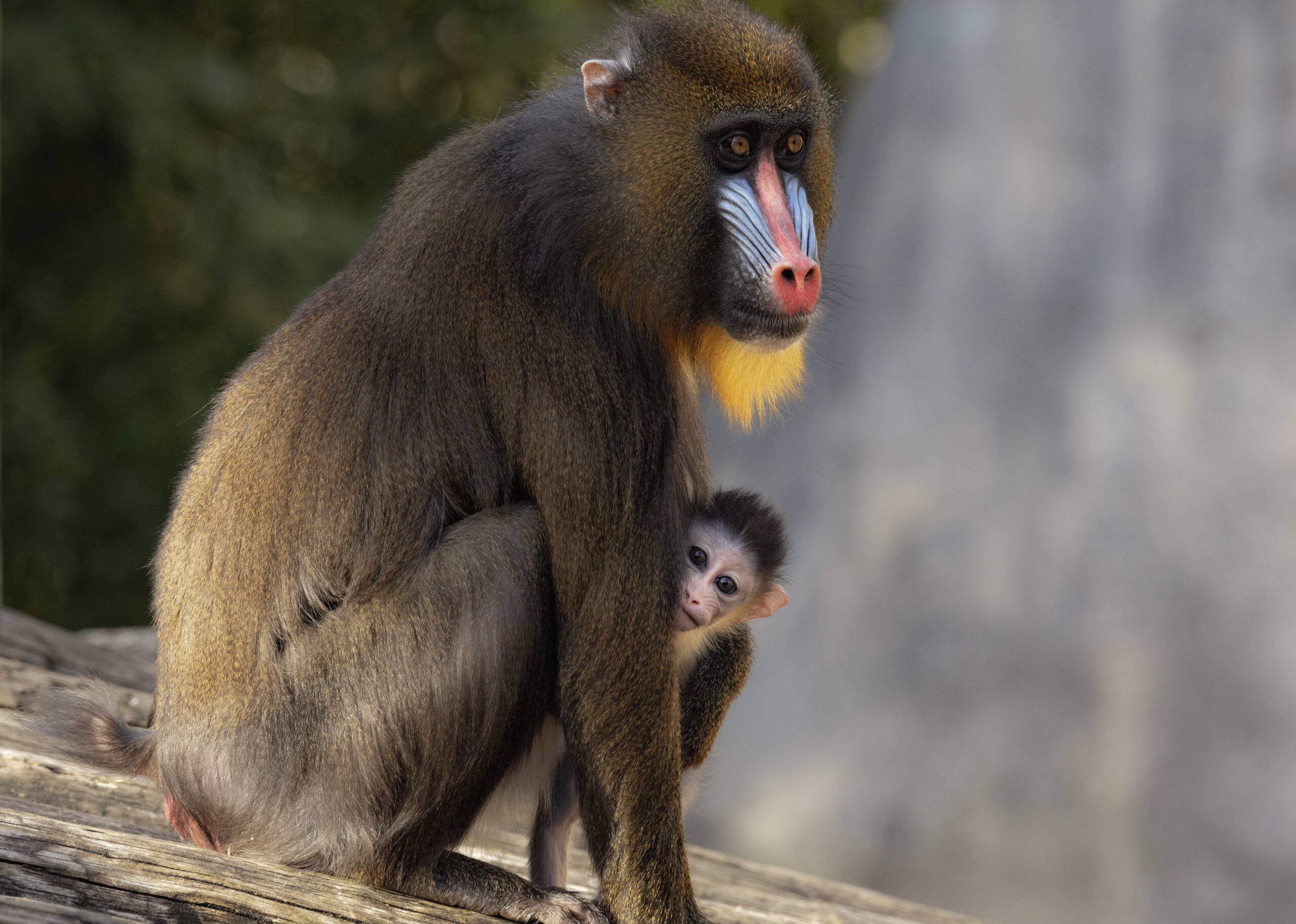 Fort Worth Zoo welcomes baby mandrill - Fort Worth Business Press