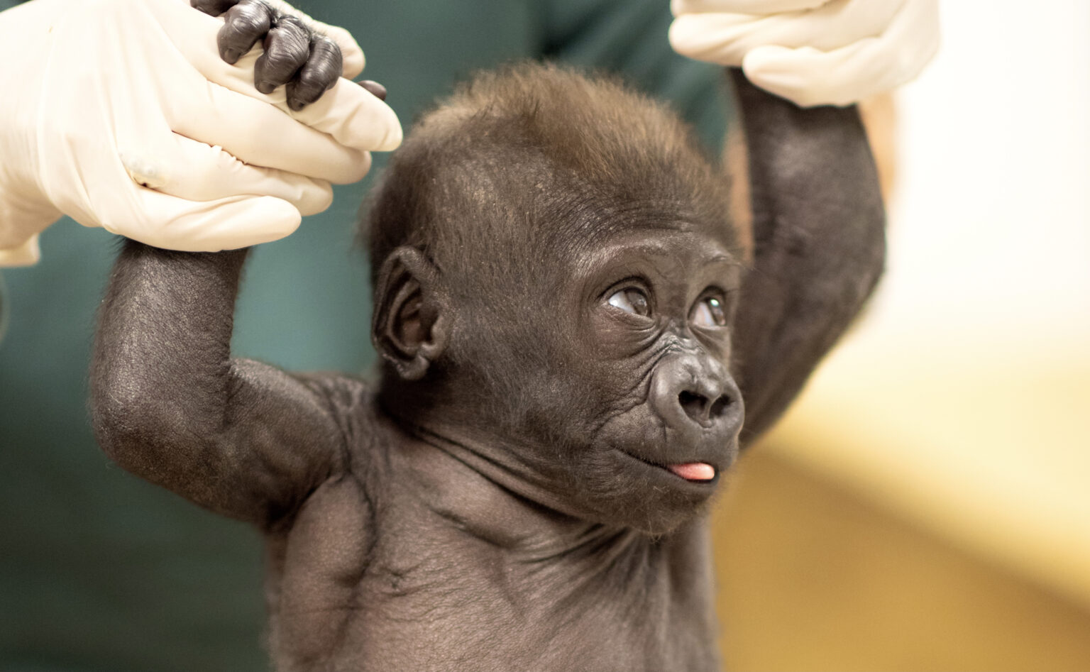Fort Worth Zoo's baby gorilla Jameela headed to Cleveland - Fort Worth ...
