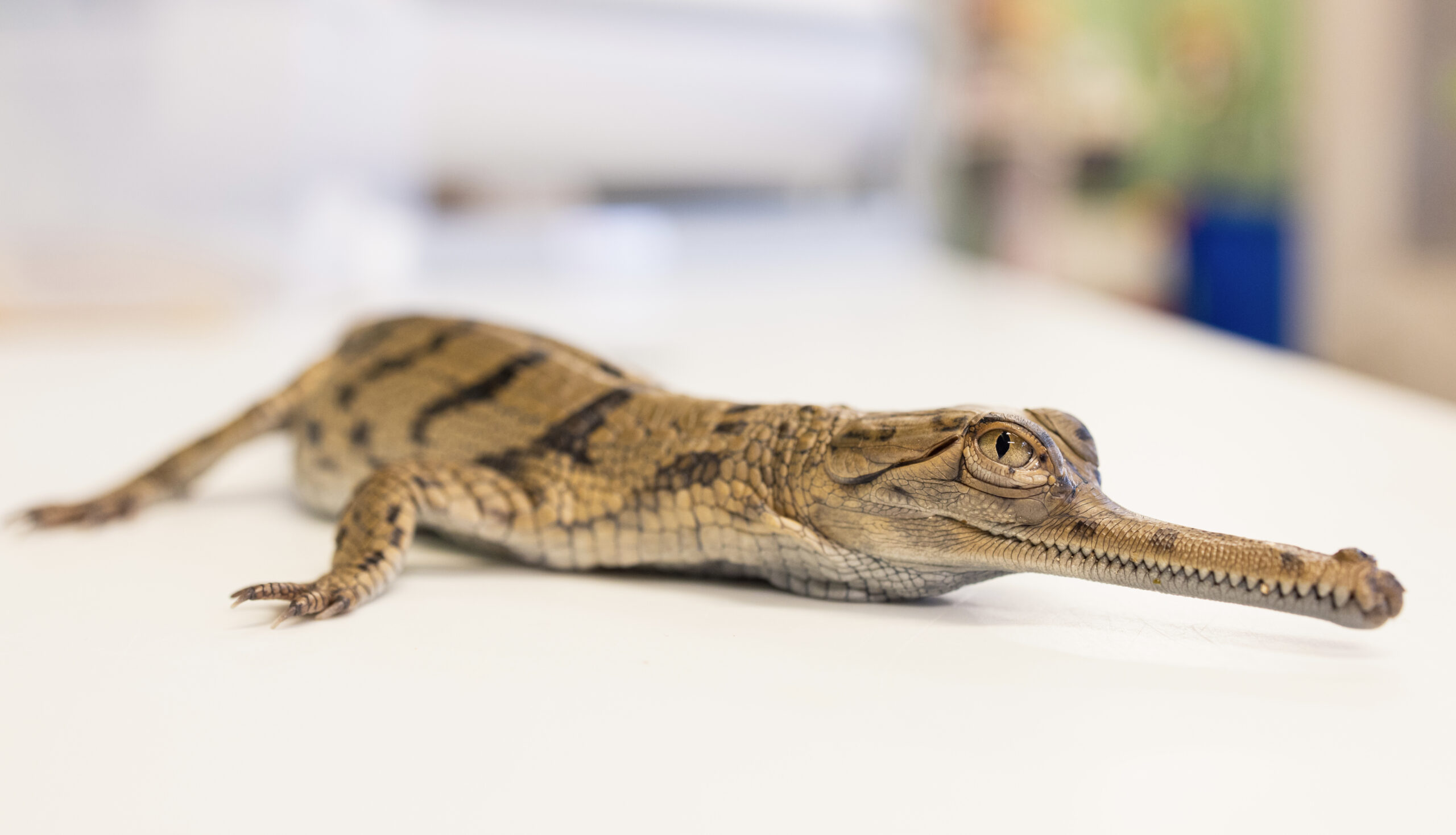 Fort Worth Zoo celebrates another conservation landmark - Fort Worth ...